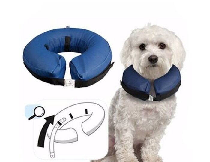 Collar Isabelino Inflable para Perros | Tienda Mascotamanía | Tienda ...